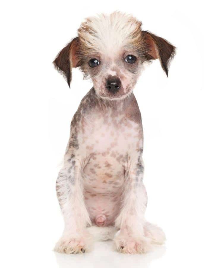 Chinese Crested Puppies - Puppy Stork