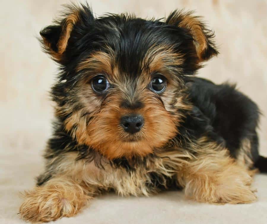 Yorkshire Terrier Yorkie Puppies - Puppy Stork